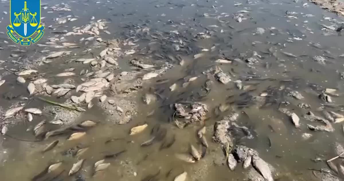 Ecocide in Ukraine — mass death of fish in the Kakhovka Reservoir due ...
