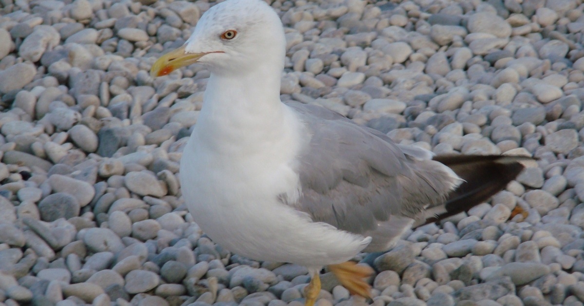 Chernobyl zone — a new bird species was spotted in the reserve