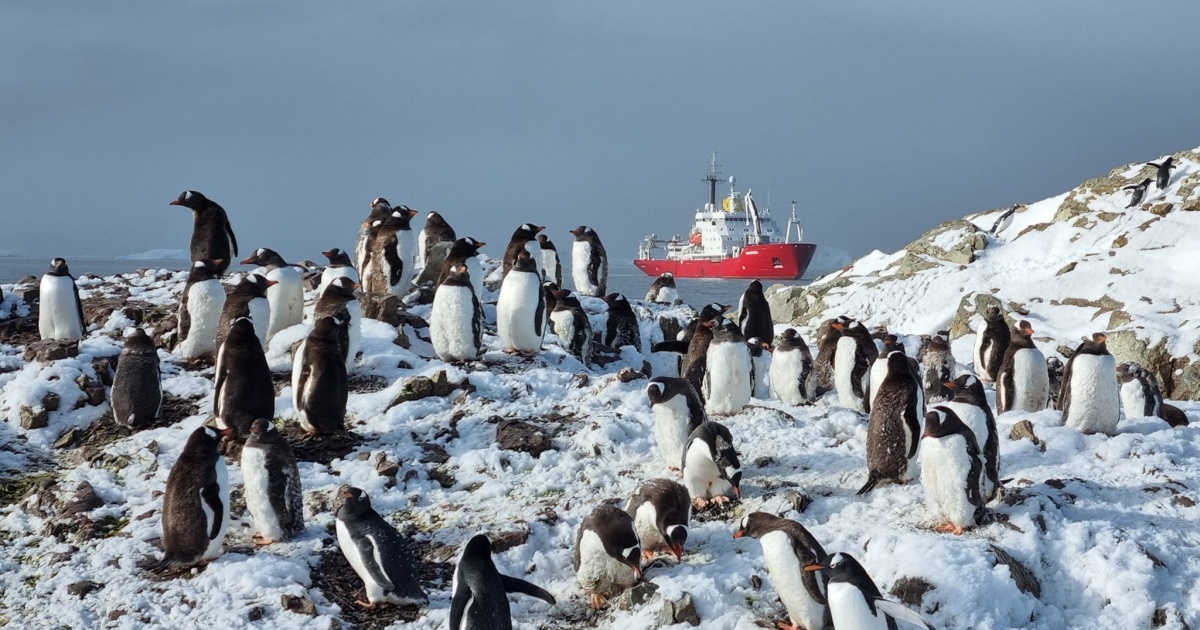 Near the Vernadskyi station in Antarctica, a record number of subantarctic penguins was counted