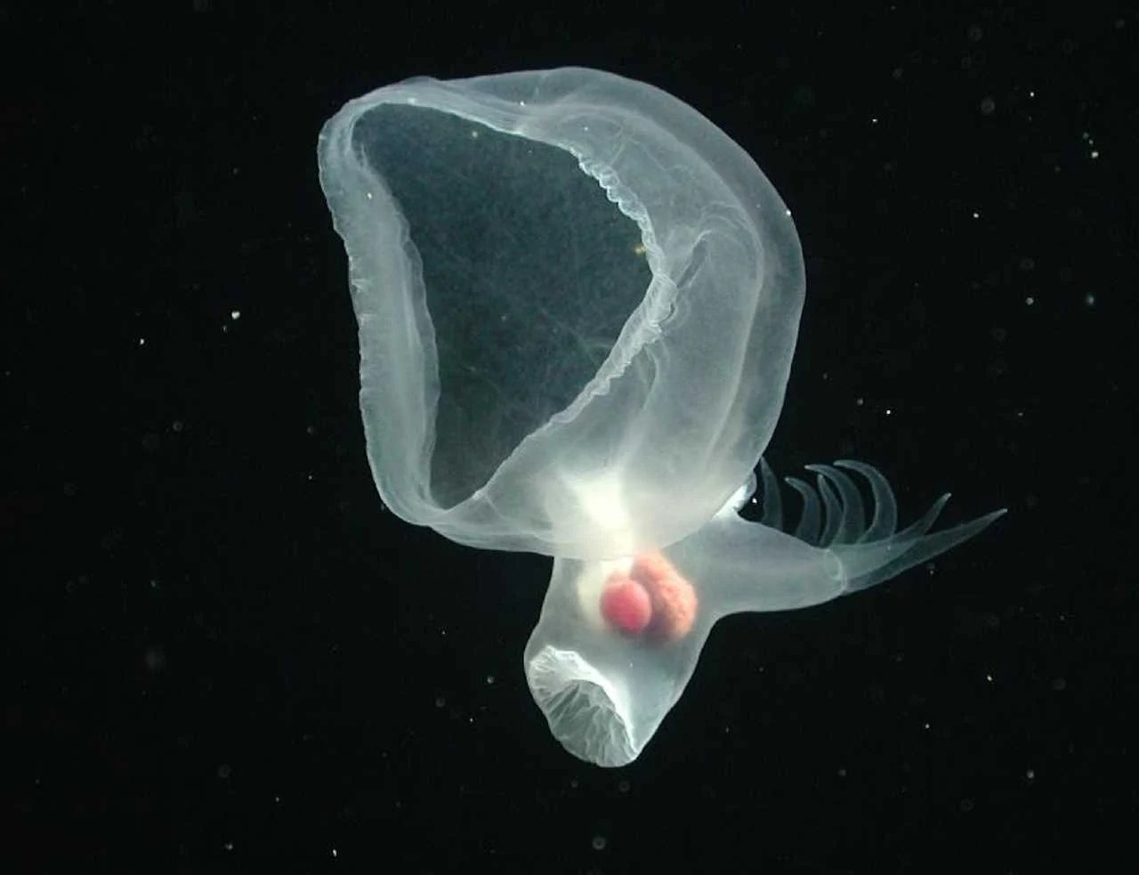 Scientists have found a transparent snail at the bottom of the ocean ...