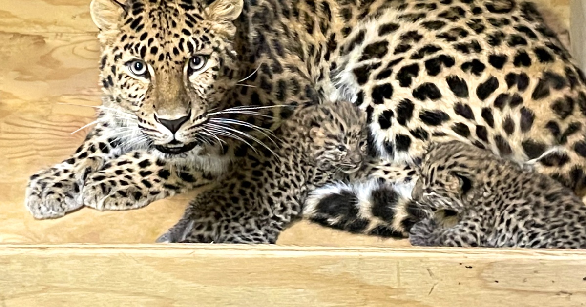 Far Eastern leopards were born in the USA — photos and videos