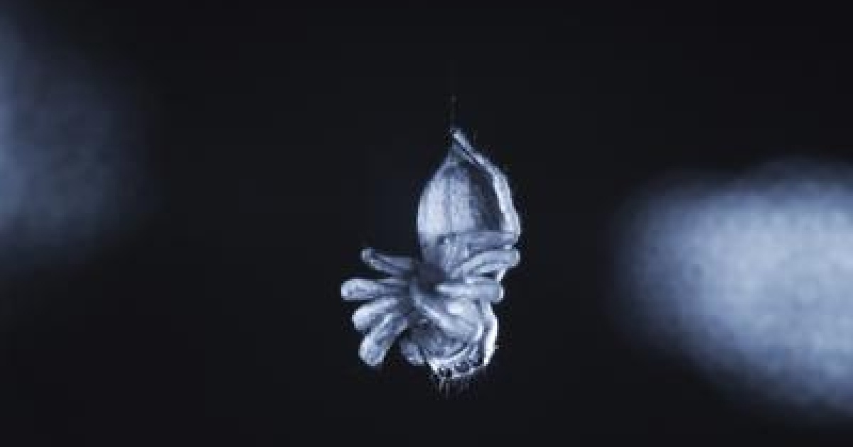 Researchers have learned whether spiders sleep