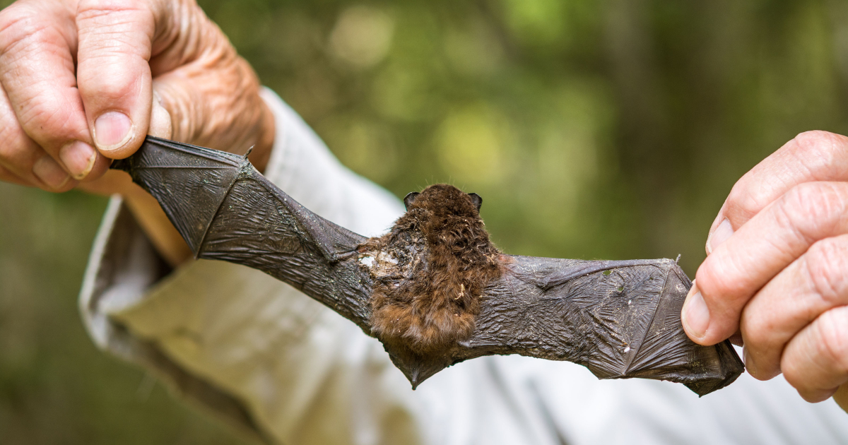 News — researchers have measured the vocal range of bats — bats can ...