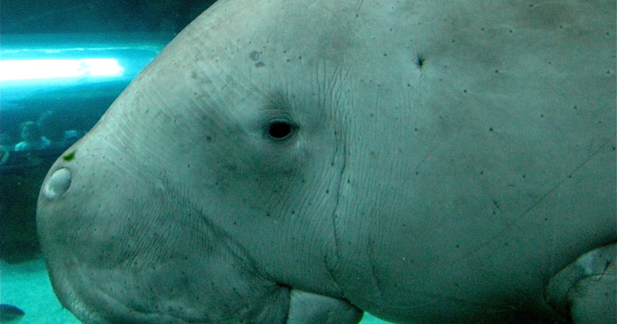 Dugongs, which allegedly inspired people to fairy tales about mermaids ...