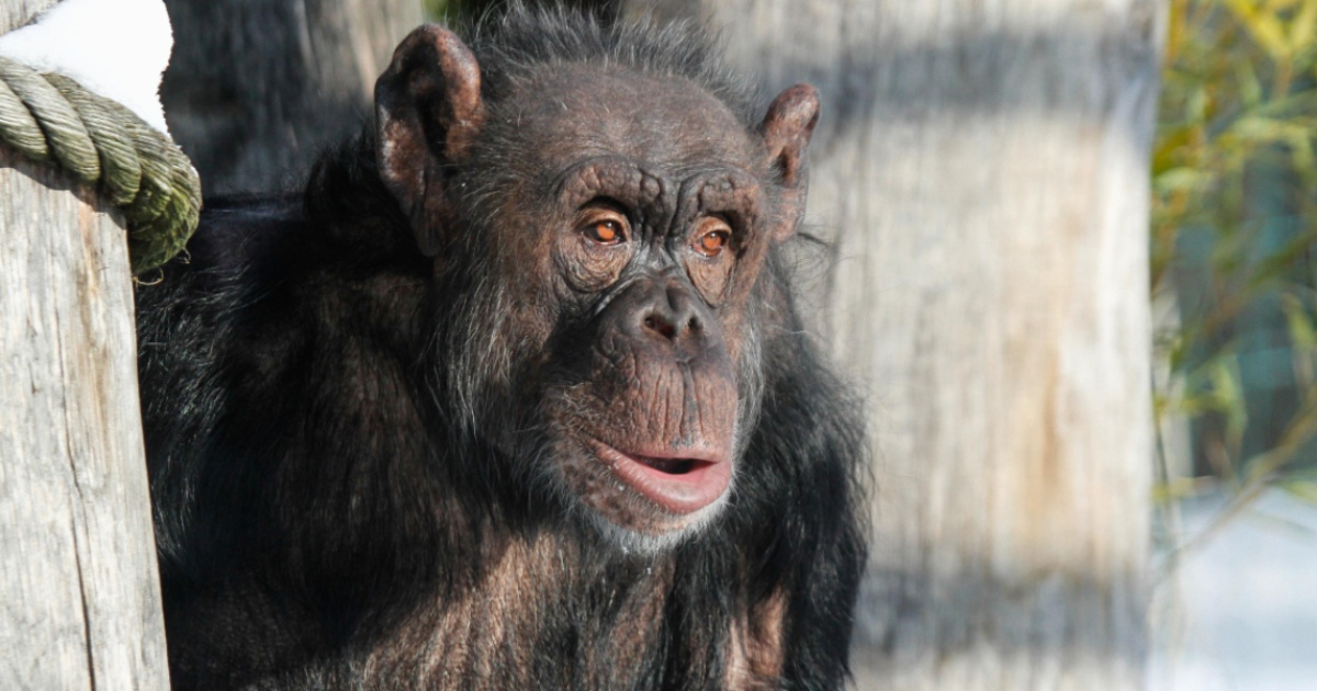 Monkey language — humans and wild monkeys share many common gestures