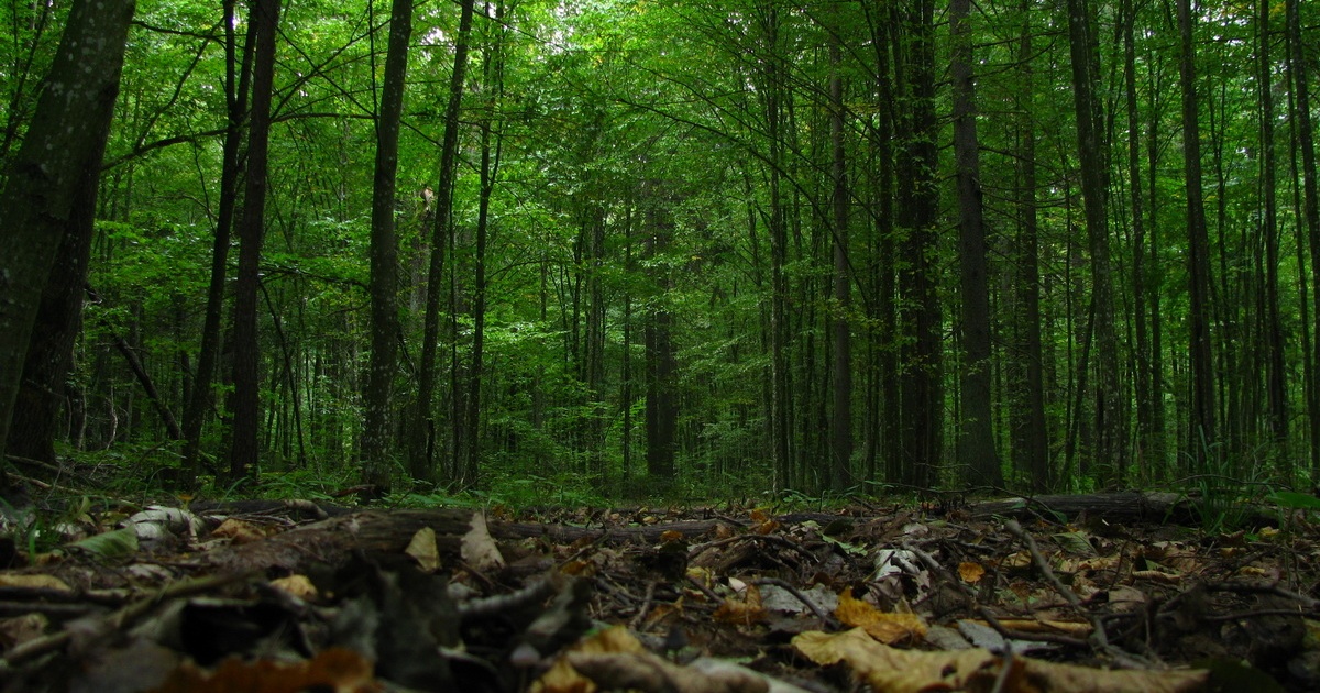 Denmark will plant a billion trees