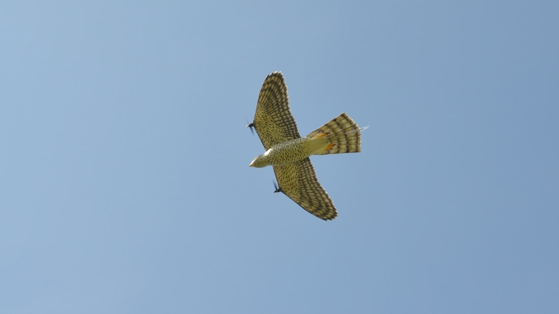 A robot falcon was developed to scare birds away from airplanes in the ...