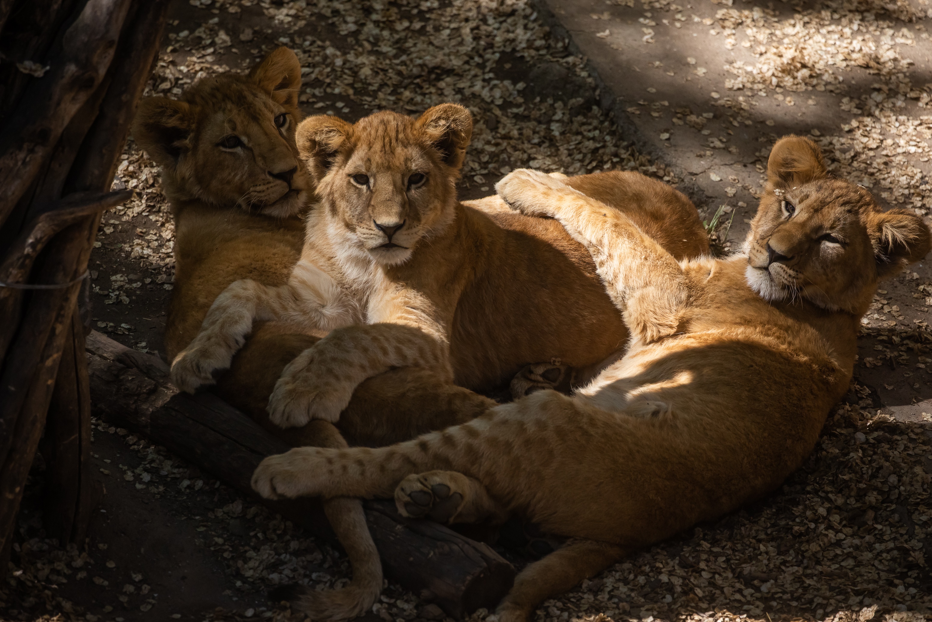 Миколаївський зоопарк - як живуть тварини - фото - новини України