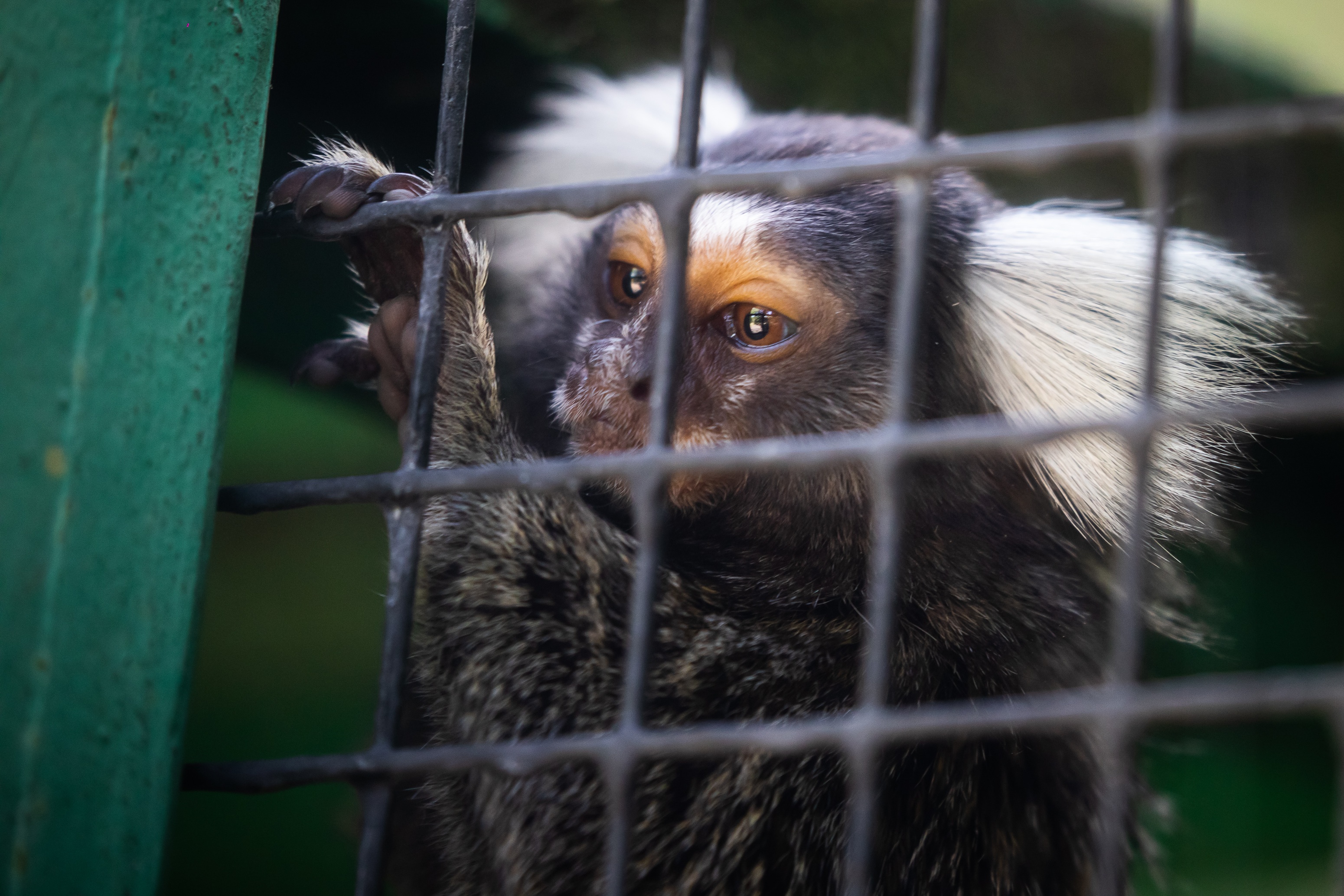 Mykolaiv Zoo — how animals live — photo — news of Ukraine